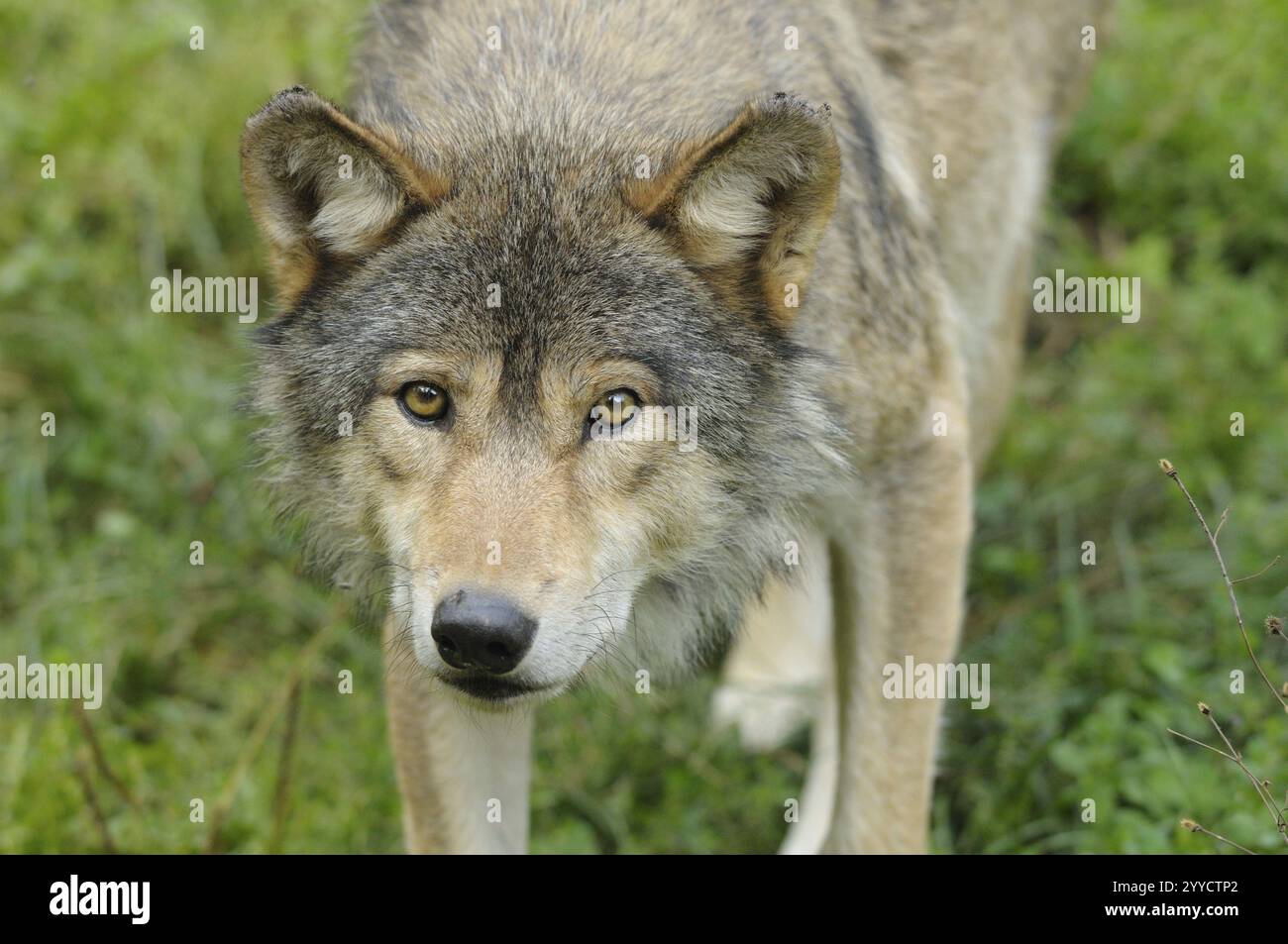 A single wolf looks attentively into the camera, Timberwolf (Canis ...