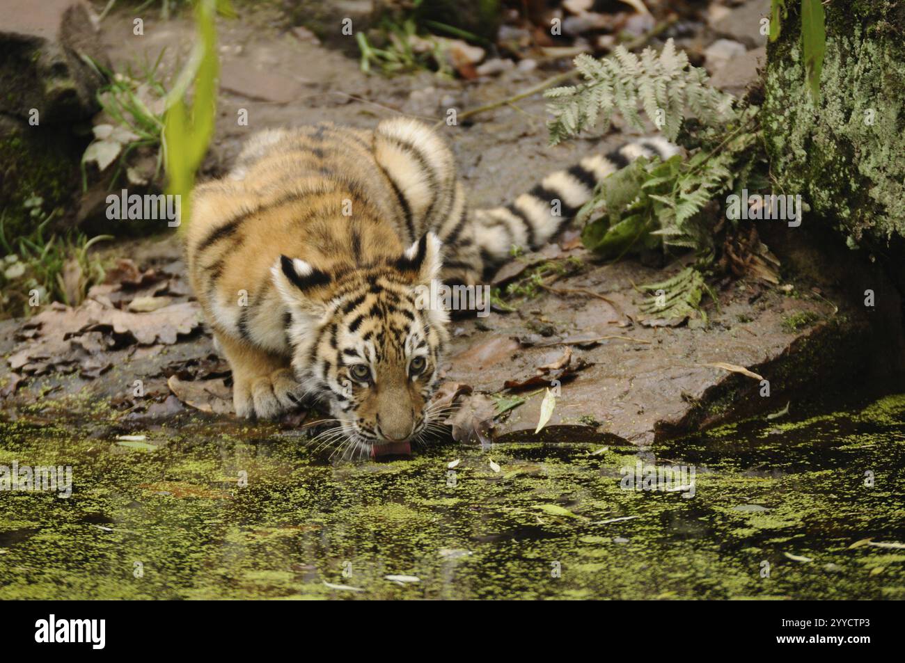 Waters play hi-res stock photography and images - Alamy