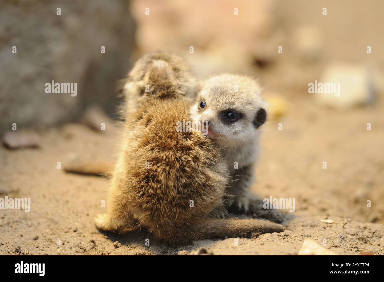 Two meerkat babies cuddling on sandy ground, a warm and friendly ...