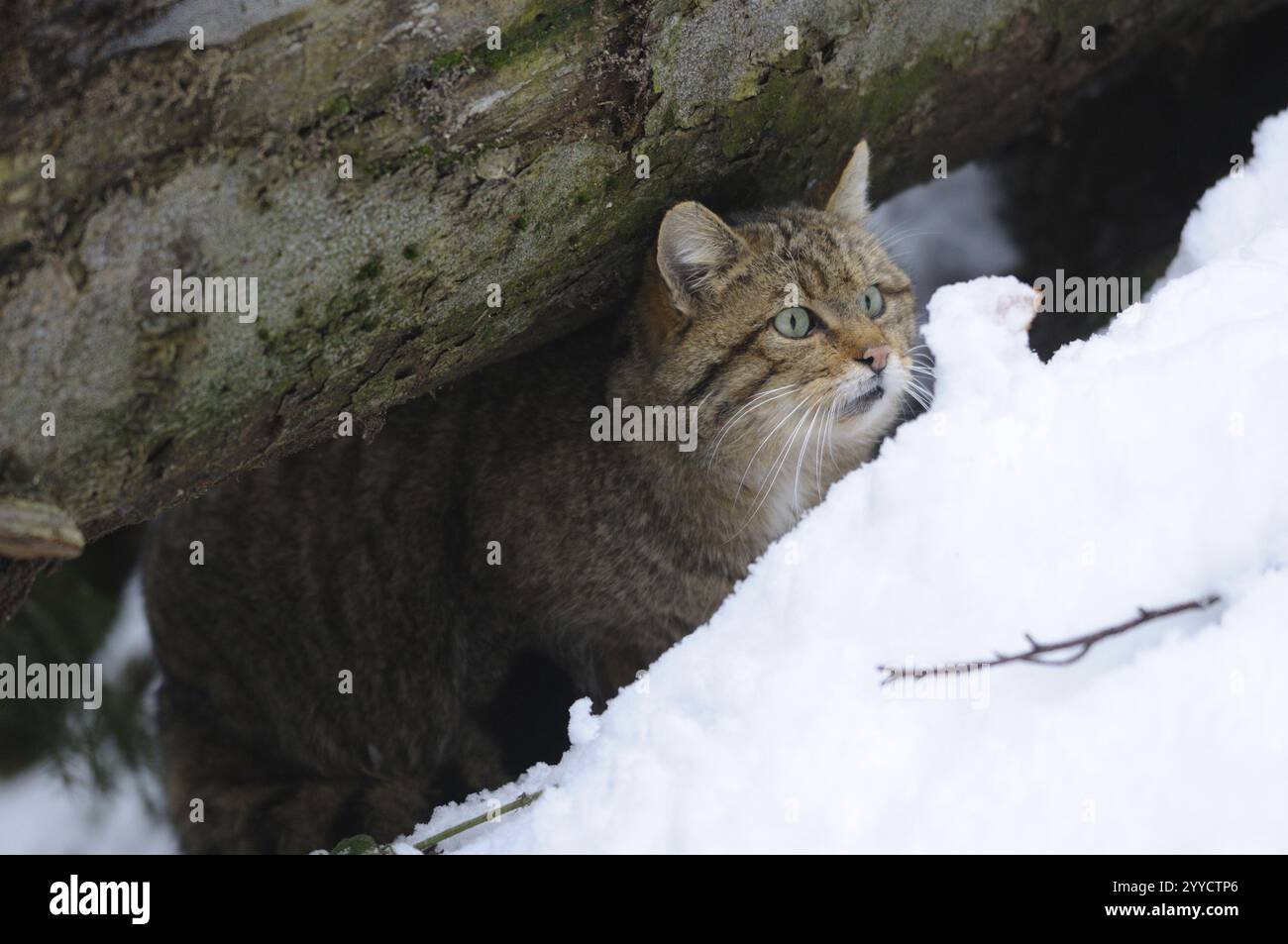 Wildcat hiding under a tree trunk in the snow, European wildcat (Felis ...