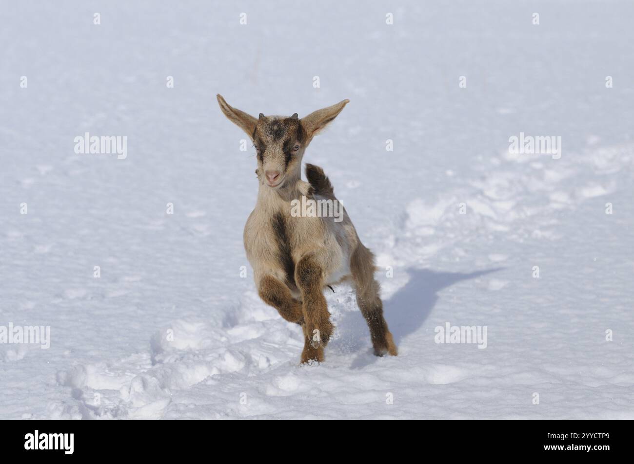 A goatling leaps dynamically through a snowy landscape, Boer goat ...