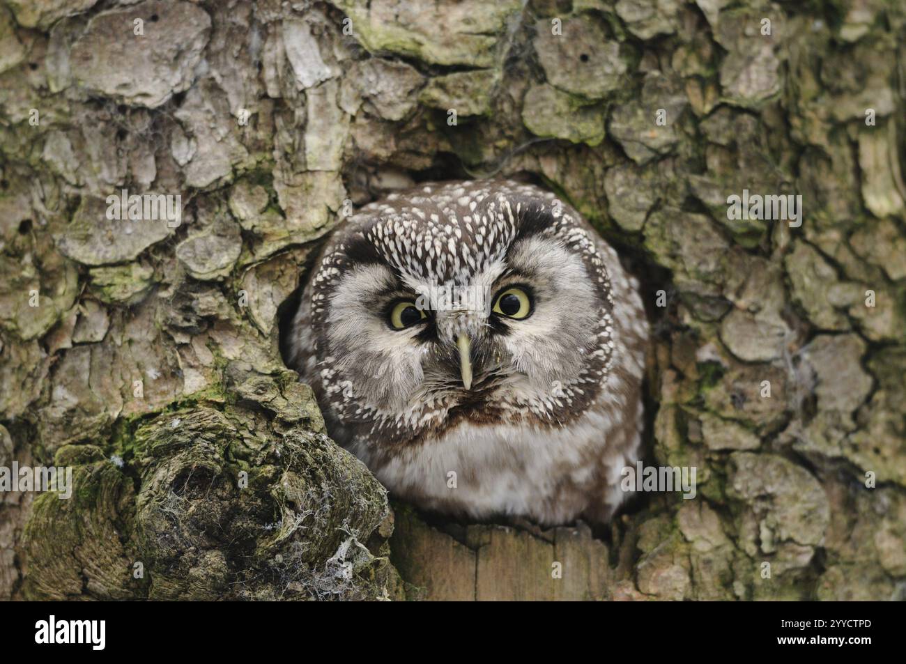 An owl sitting in a tree hollow, surrounded by coarse tree bark and ...