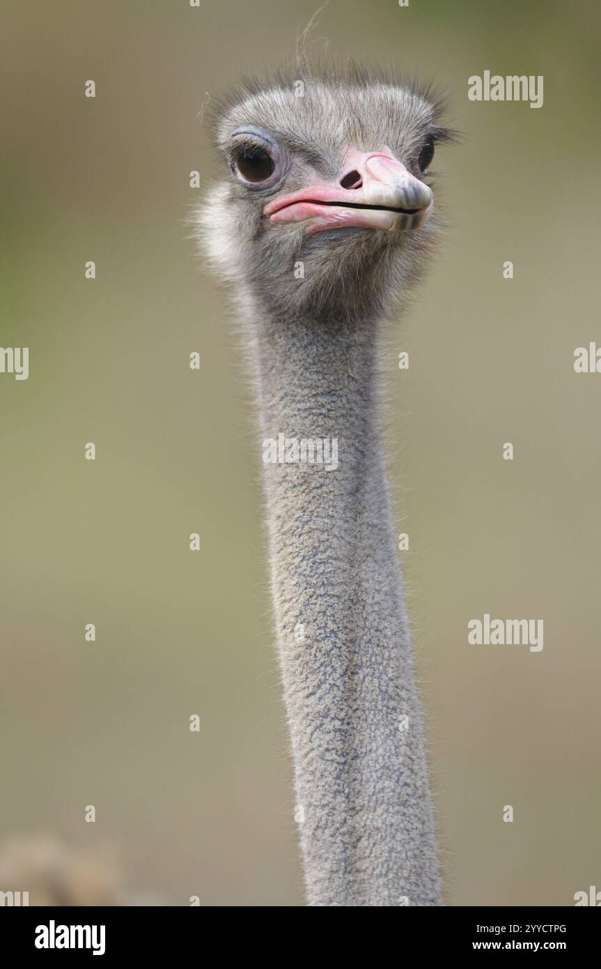 Ostrich on neutral background hi-res stock photography and images - Alamy