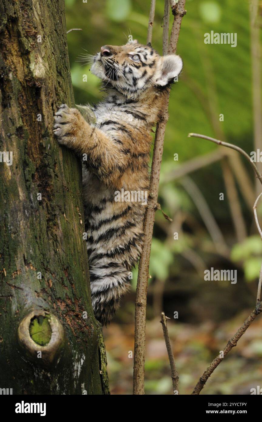 Russia china logs hi-res stock photography and images - Alamy