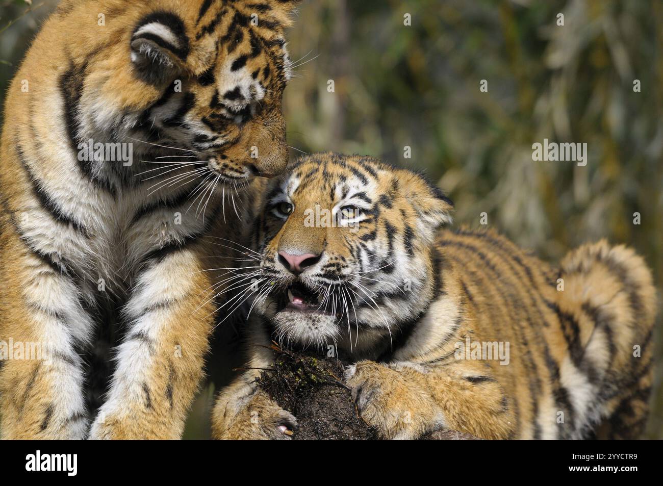Two young tigers are close together and look familiar in the midst of ...