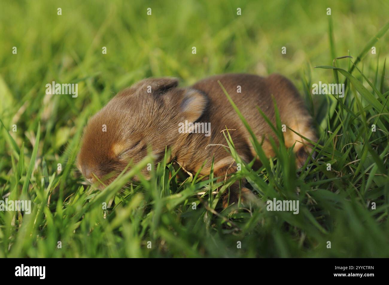 A small, brown rabbit lies in the green grass and sleeps peacefully ...