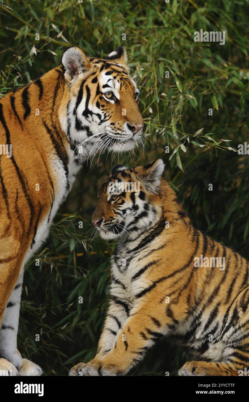 A tiger with young in a bamboo forest, appearing protective, Siberian ...