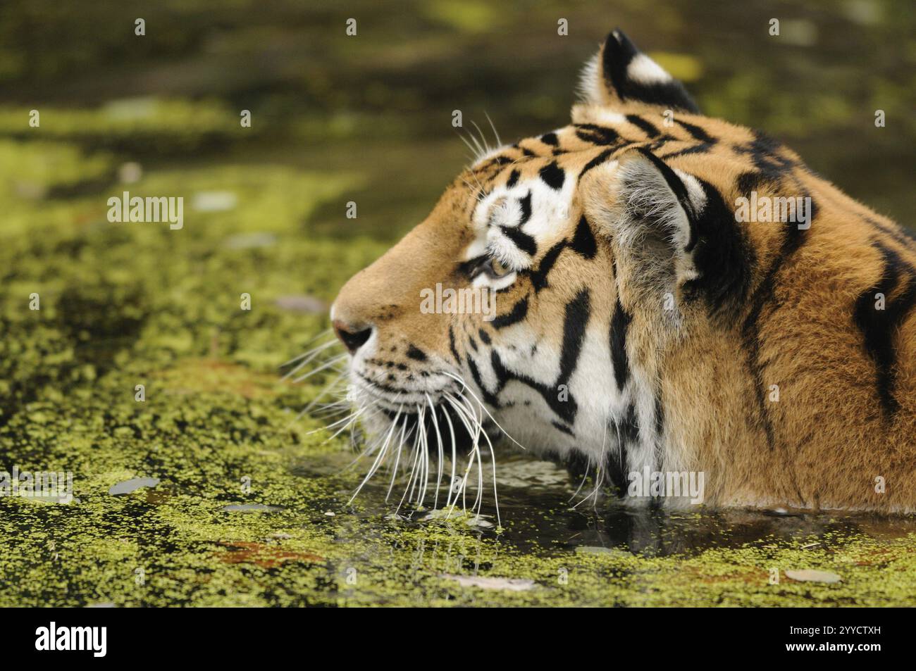 Tiger head in algae-covered water, looking attentively to the side ...