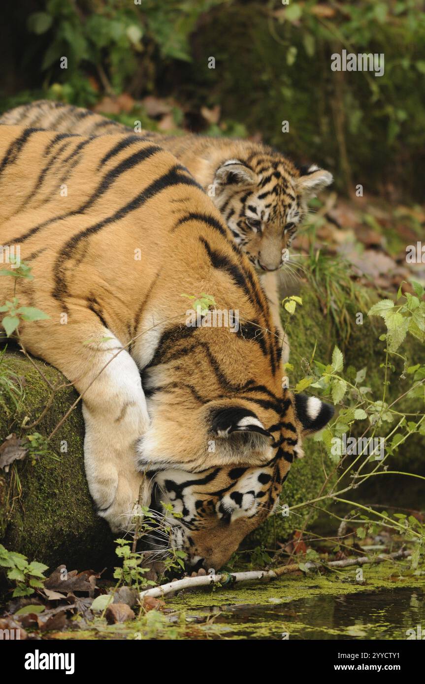 A tiger and its young on a riverbank. The tiger drinks while the young ...