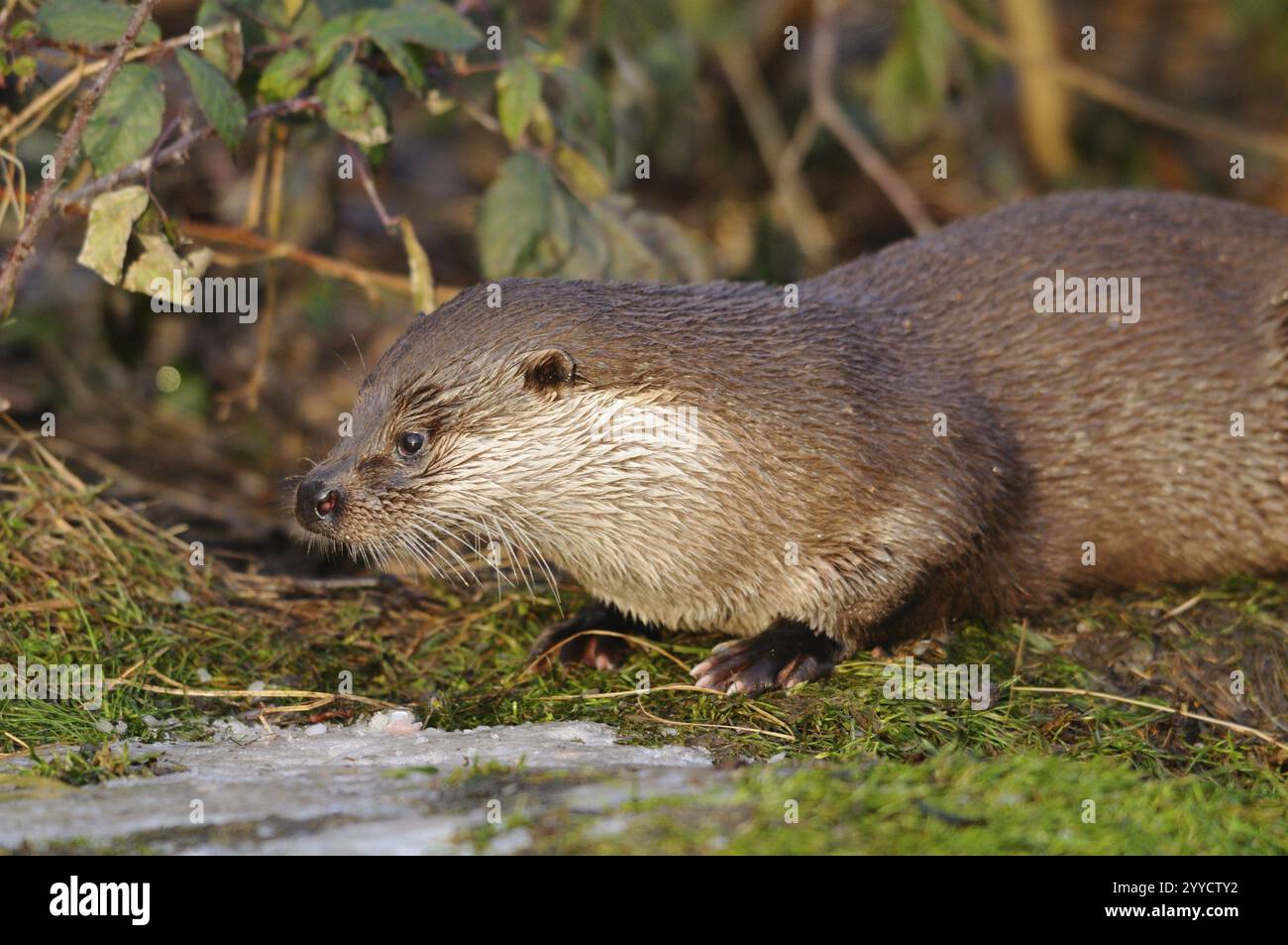 An otter moves along the bank through low grass and foliage, Otter ...