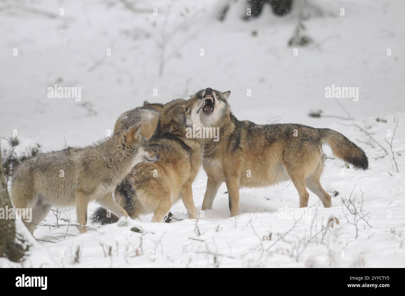 A pack of wolves interacting loudly in the snow, surrounded by a wintry ...