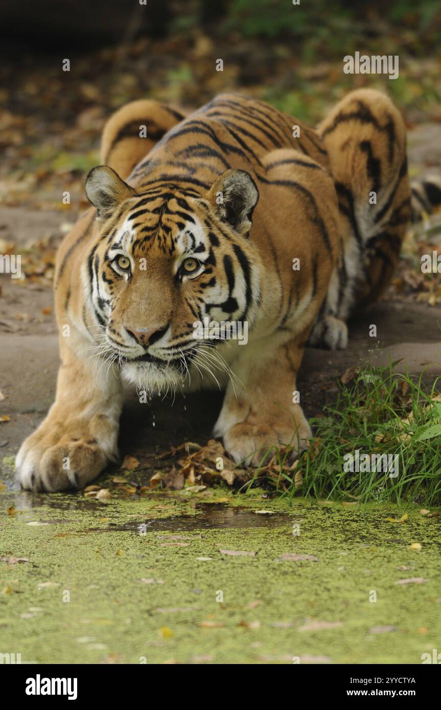 Tiger lurks hi-res stock photography and images - Alamy