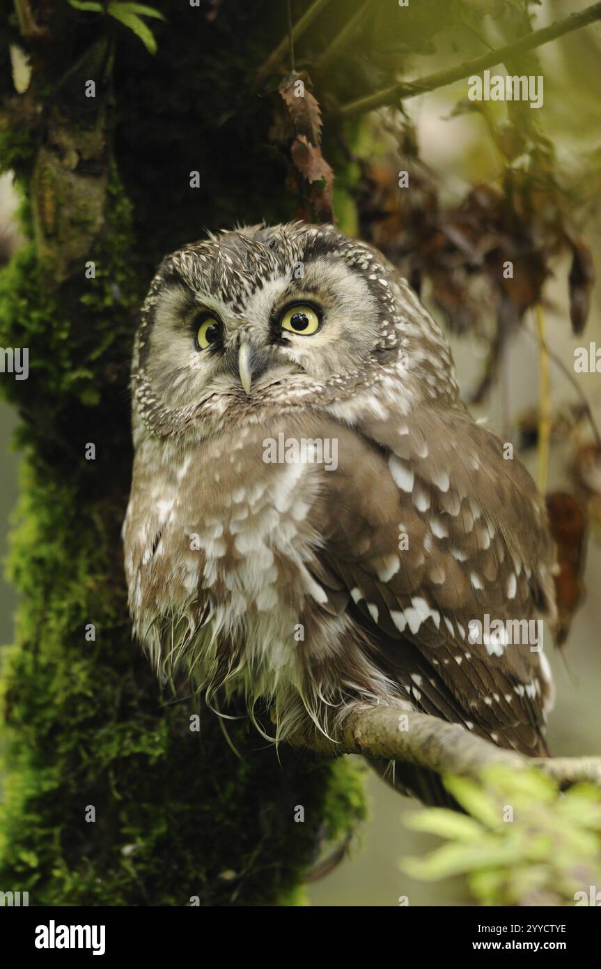 An owl sitting on a moss-covered branch in the forest, Great Horned Owl ...