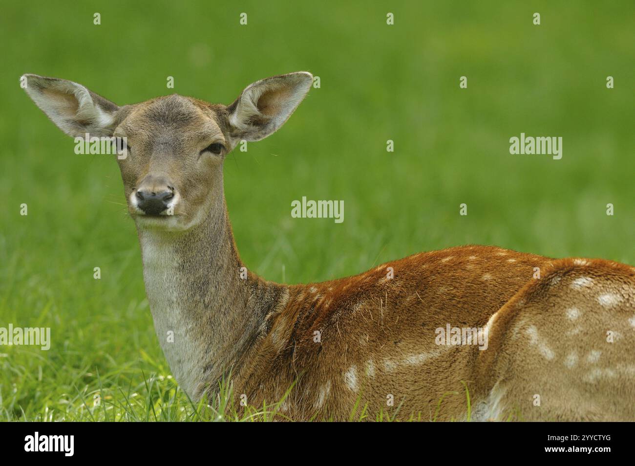 Deer lying relaxed on a green meadow, fallow deer (Dama dama), Bavaria ...