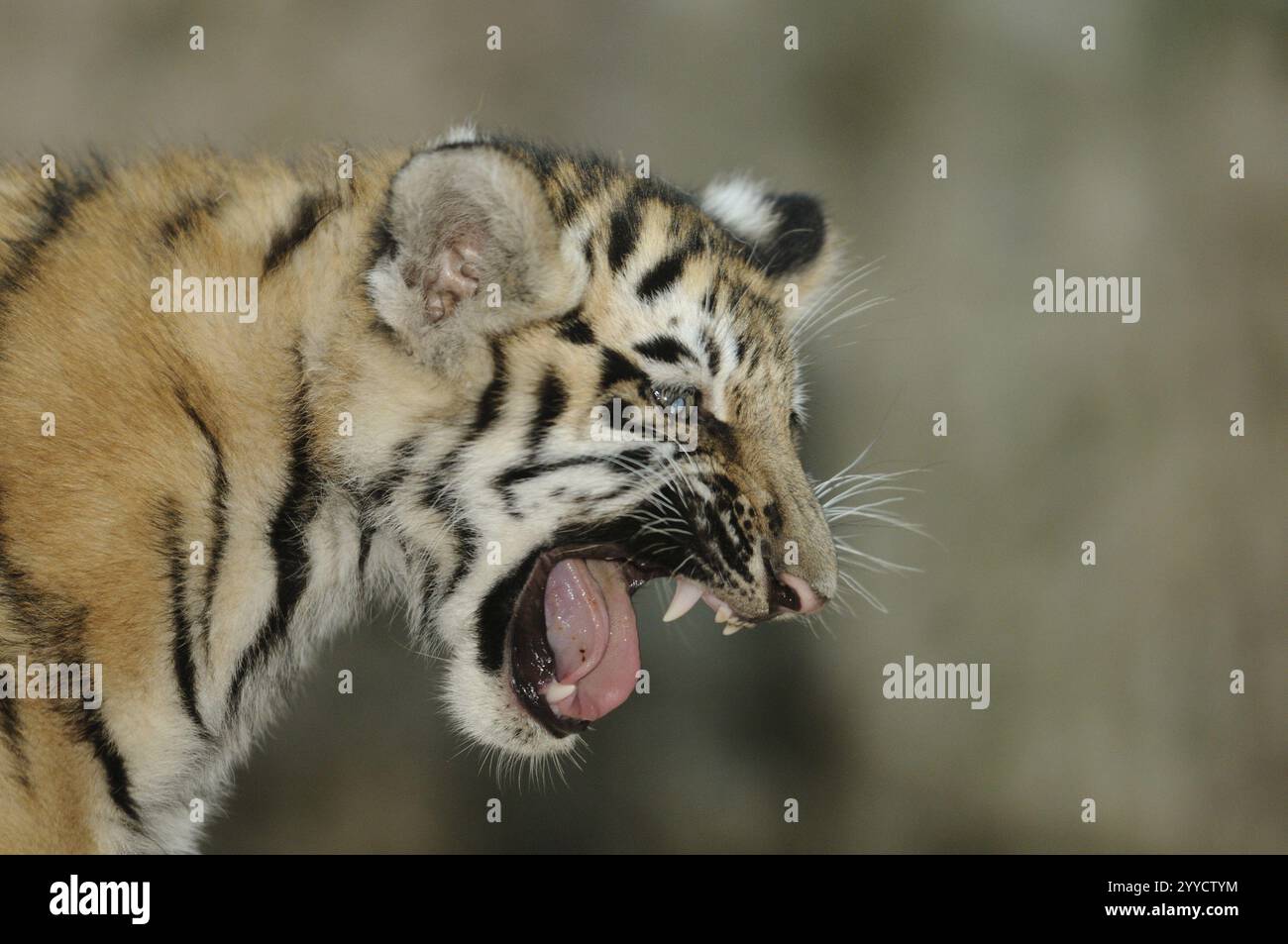 Yawning tiger cub in side view with visible teeth in natural ...
