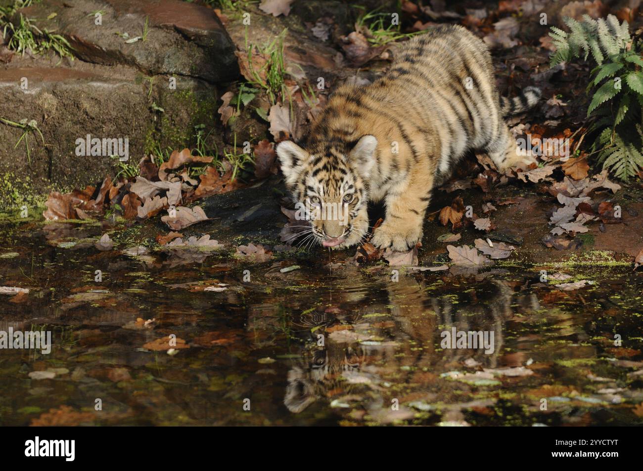 A tiger cub curiously drinking water in autumnal terrain, Siberian ...