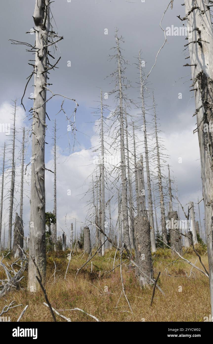 Tall dead trees in front of a dark, cloudy sky, Lusen, Bavarian Forest ...