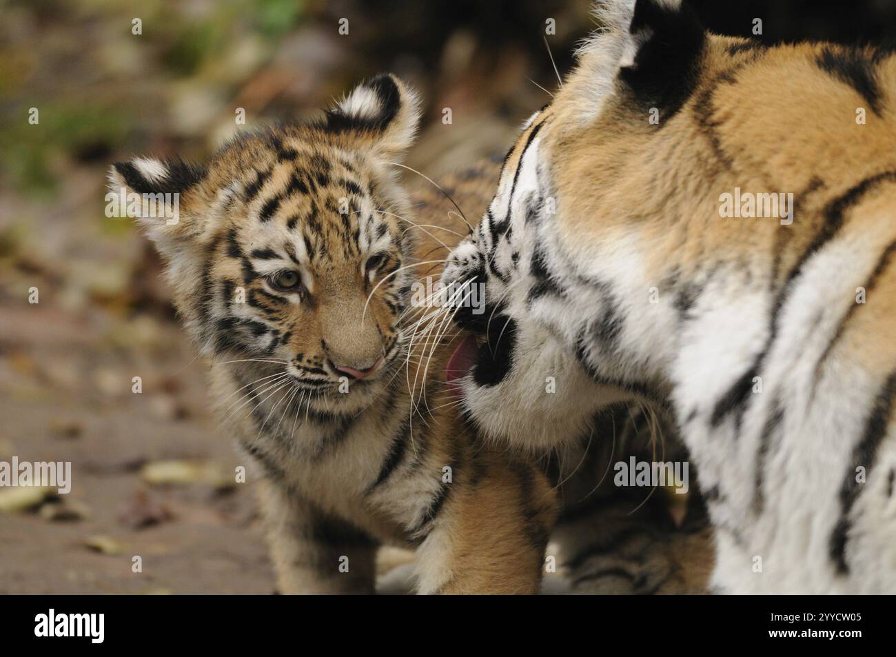 A tiger cub interacts playfully with an adult tiger, affection shows ...