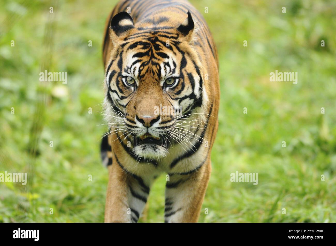 Tiger staring intensely while roaming through grass, Sumatran tiger ...