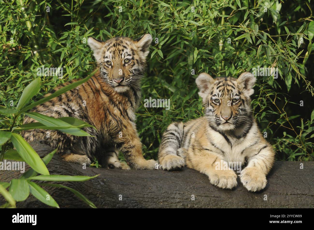 Two tiger cubs lying together on a tree trunk, surrounded by dense ...