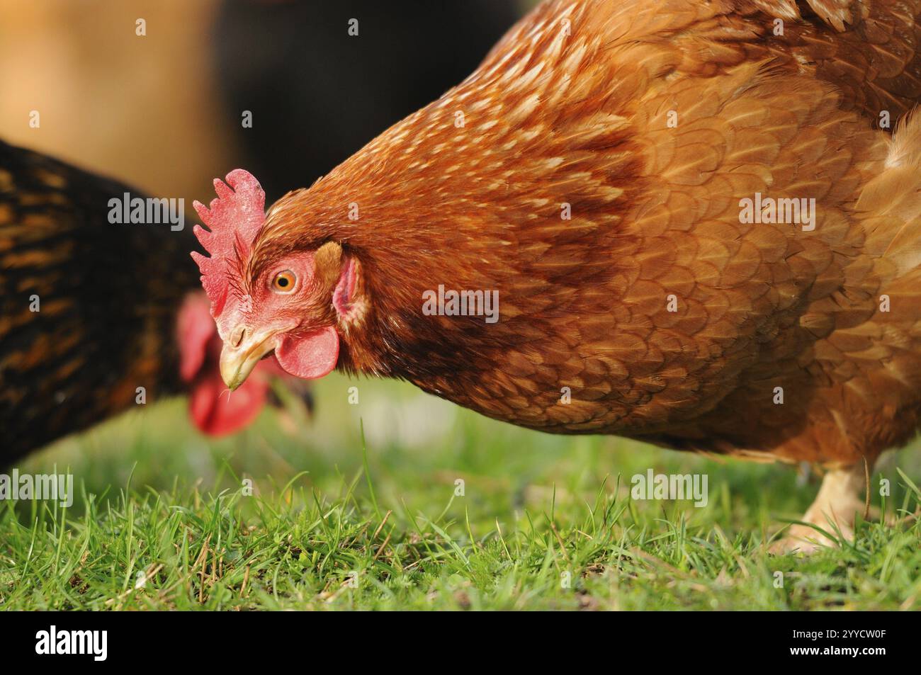 Brown hen bending down in a meadow, naturally lit, domestic fowl ...