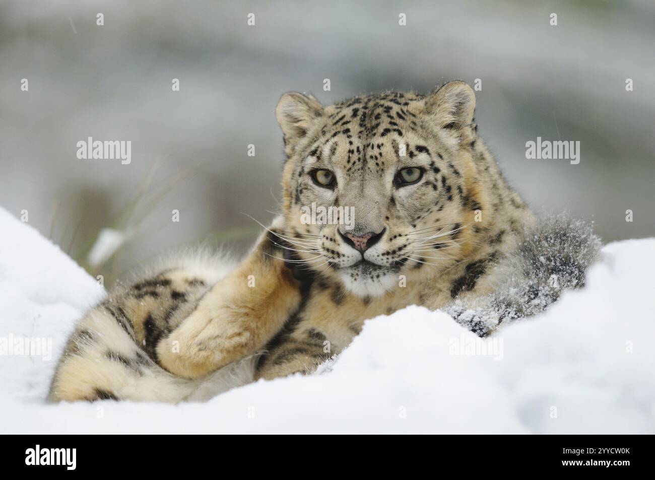A snow leopard lies relaxed in the snow and appears calm, Snow leopard ...