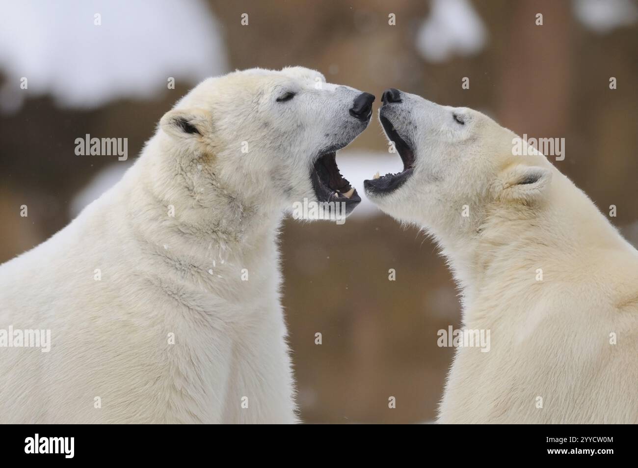 Two polar bears facing each other with their mouths wide open in a ...