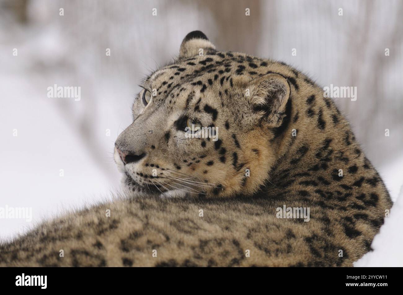 A leopard lies in the snow and looks into the distance, snow leopard ...