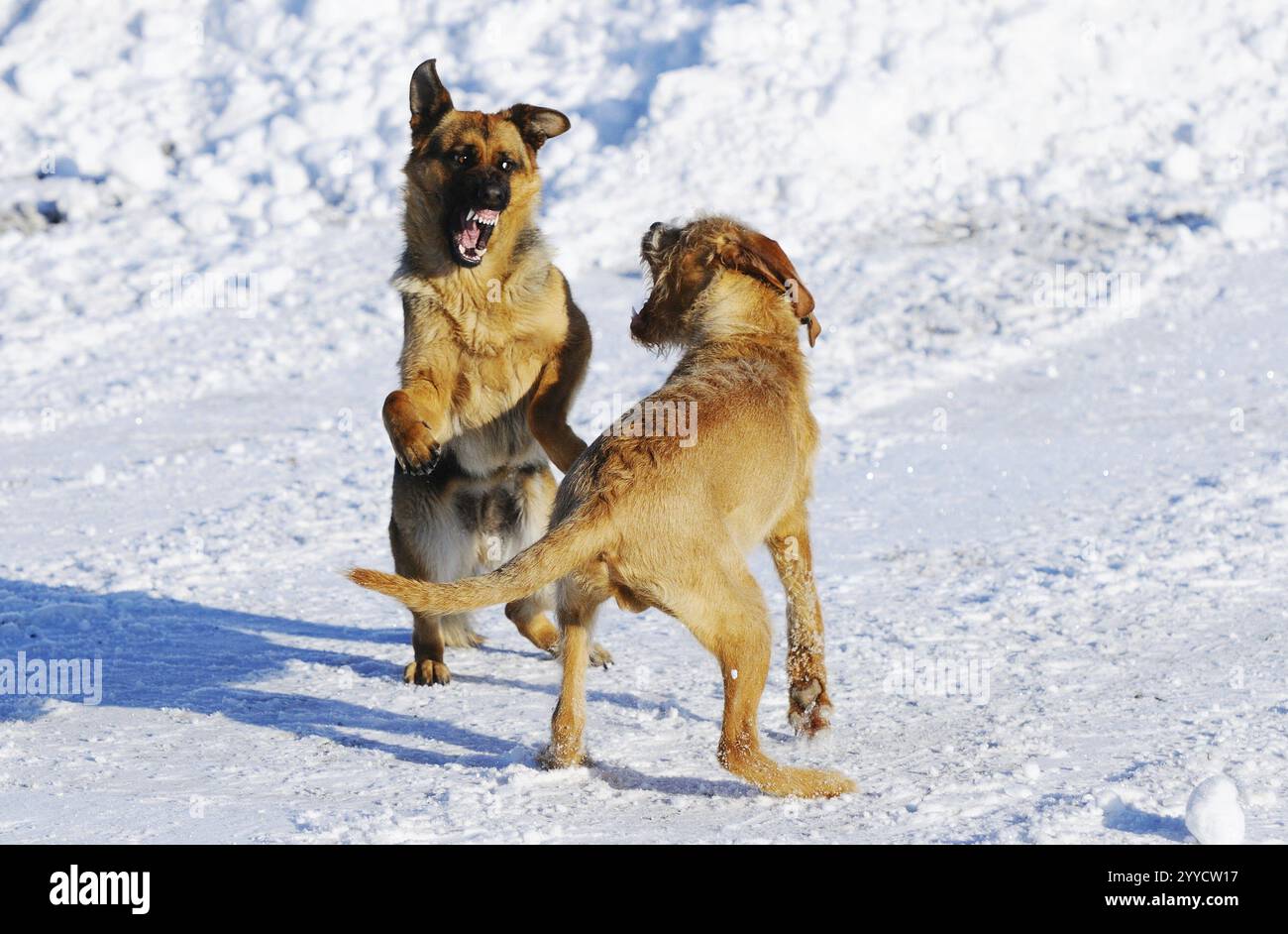 German vizsla in winter hi-res stock photography and images - Alamy