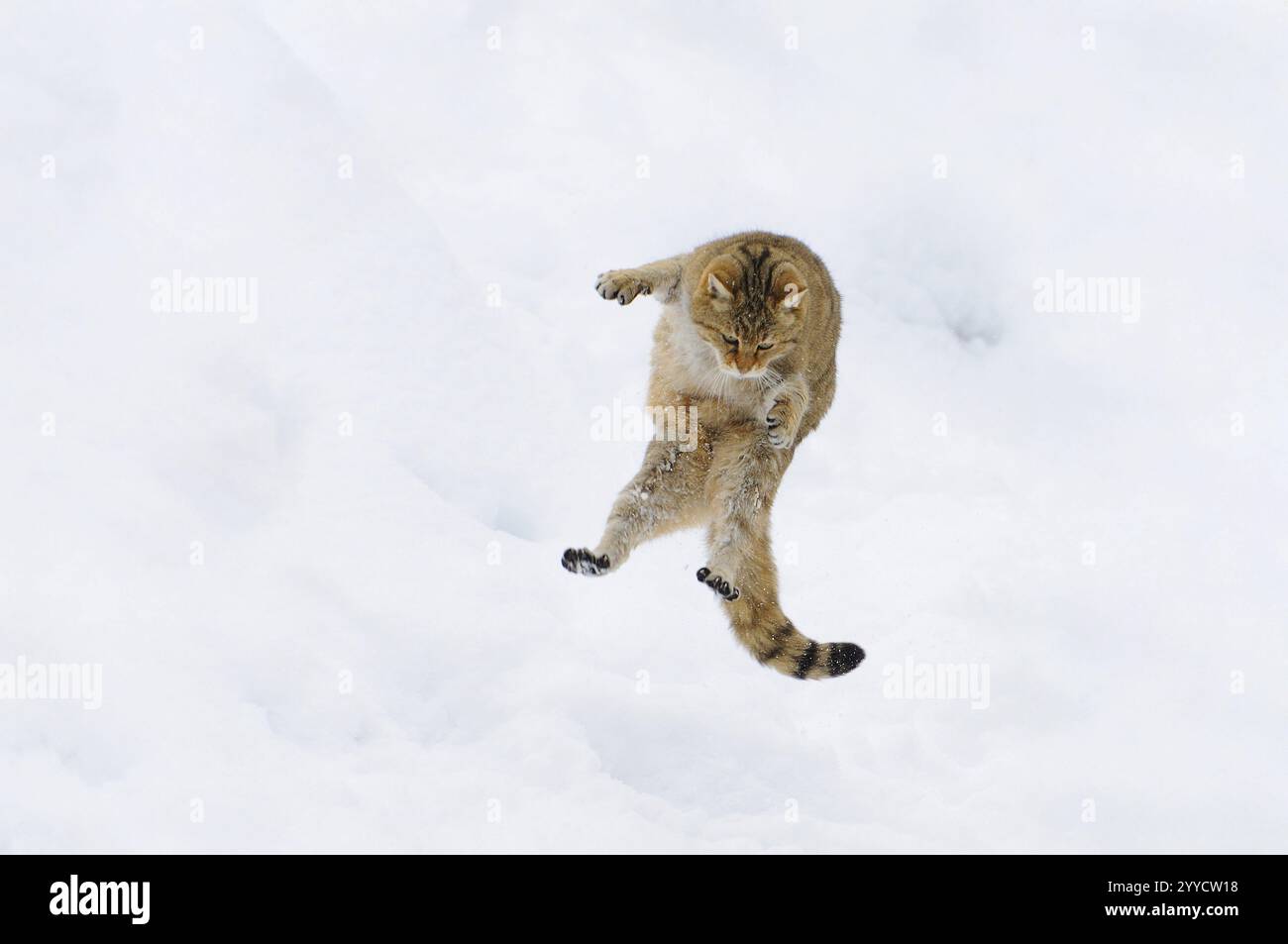 A cat jumps through the snow and shows acrobatic movements, European ...