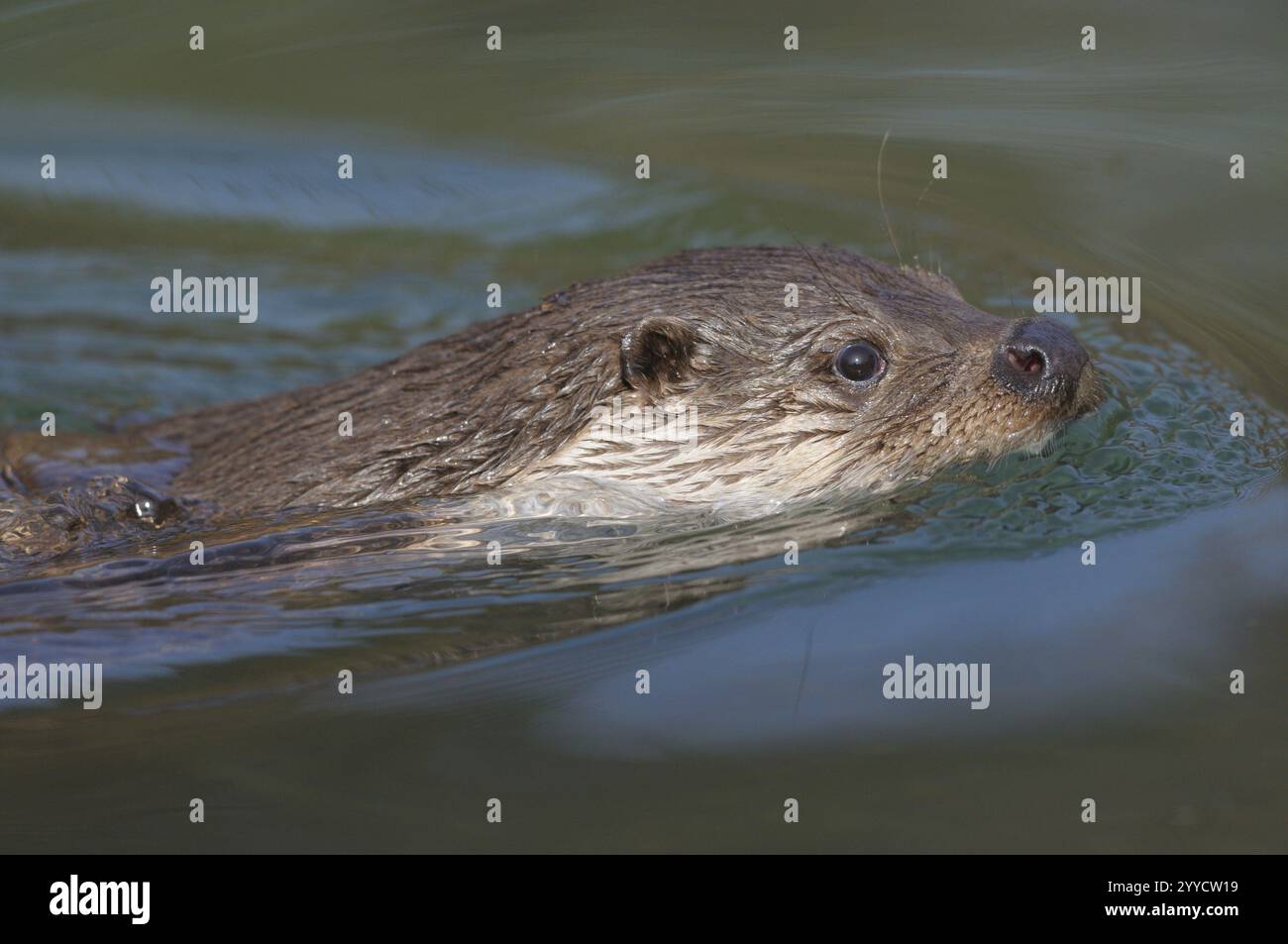 An otter swims sideways through the water with gentle movements, Otter ...