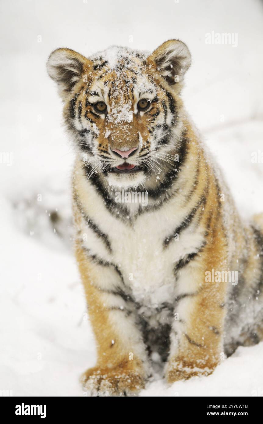 A tiger cub in the snow with a curious expression, Siberian tiger ...