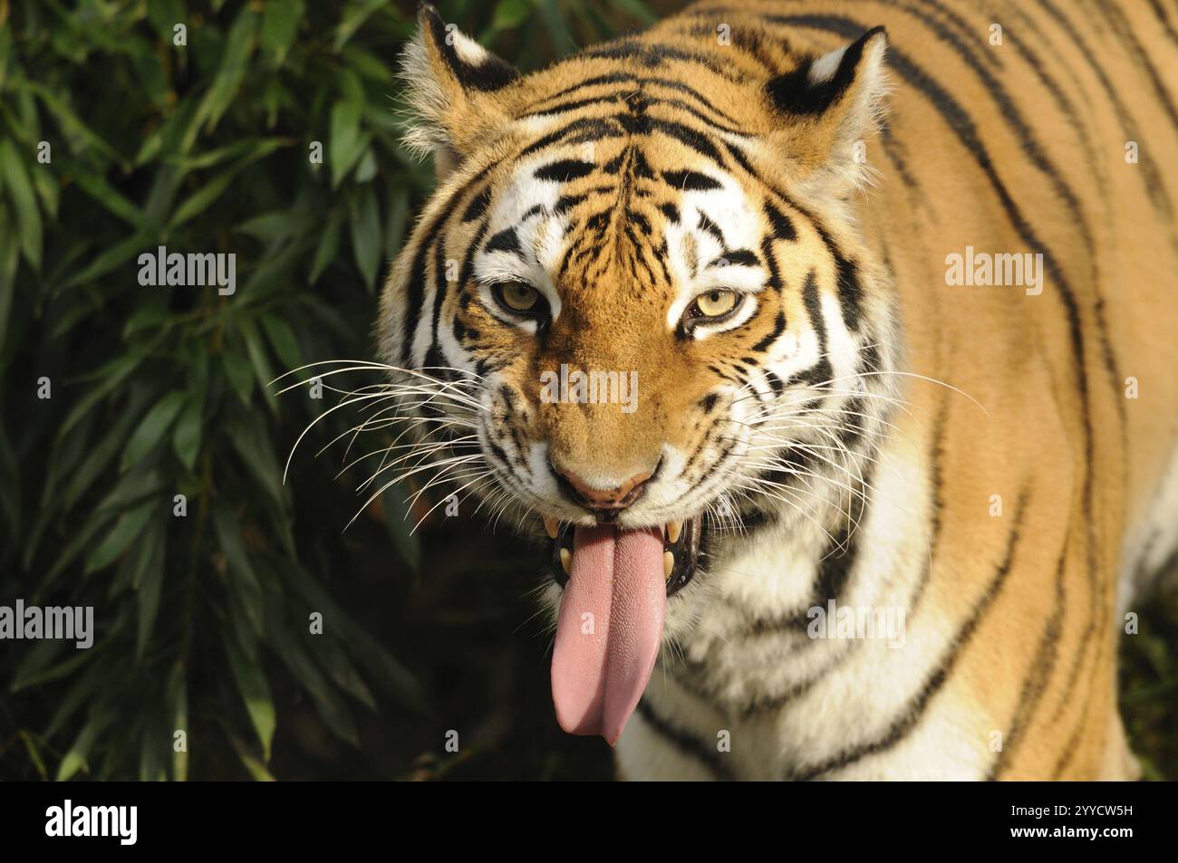 Close-up of a tiger with its tongue sticking out, surrounded by green ...