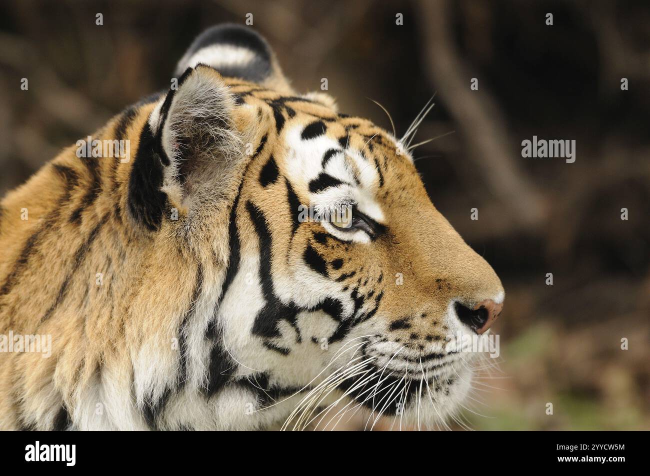 Close-up of a tiger profile with focussed gaze, Siberian tiger ...