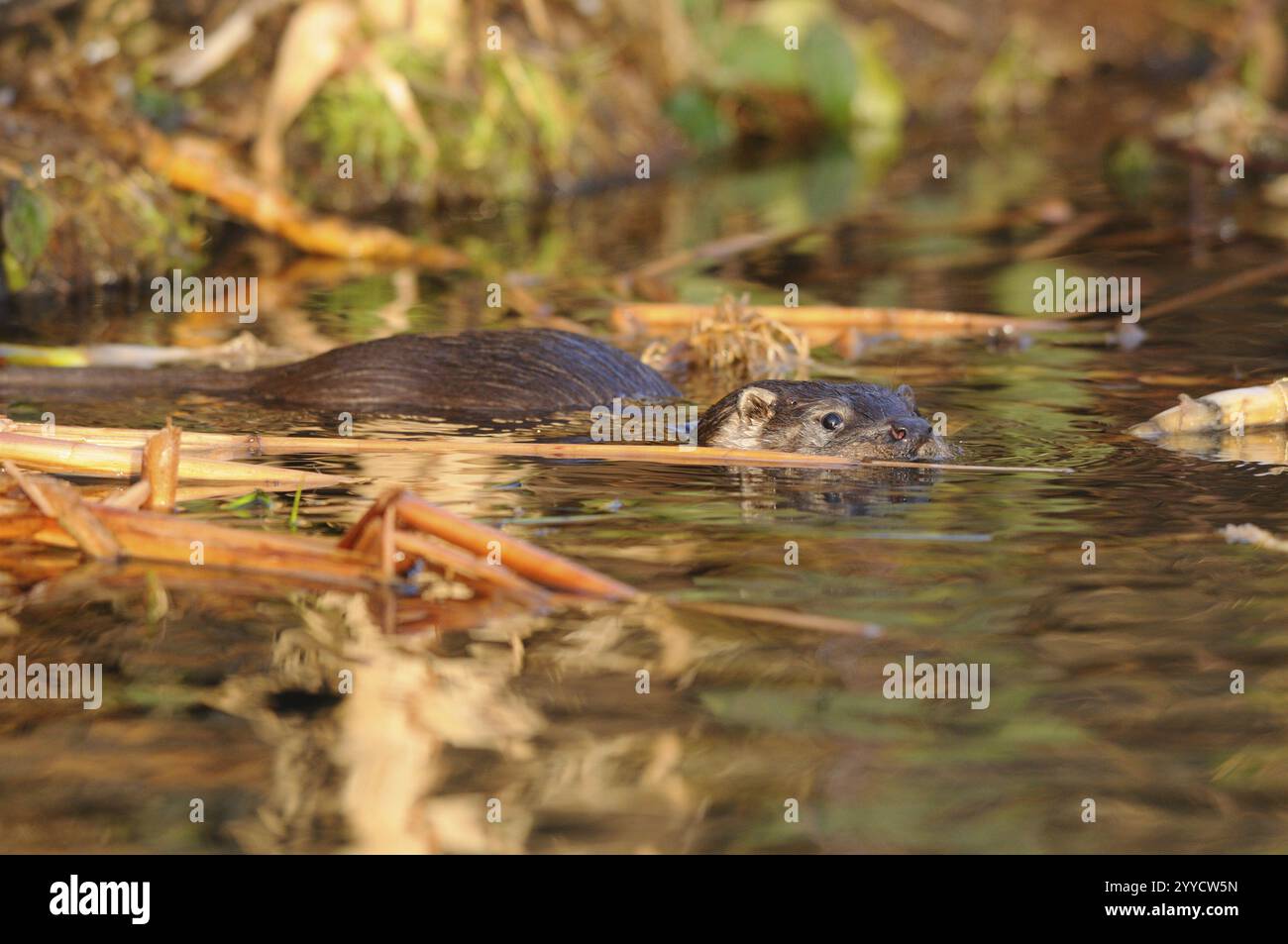 A small otter swims through a body of water surrounded by plants, Otter ...
