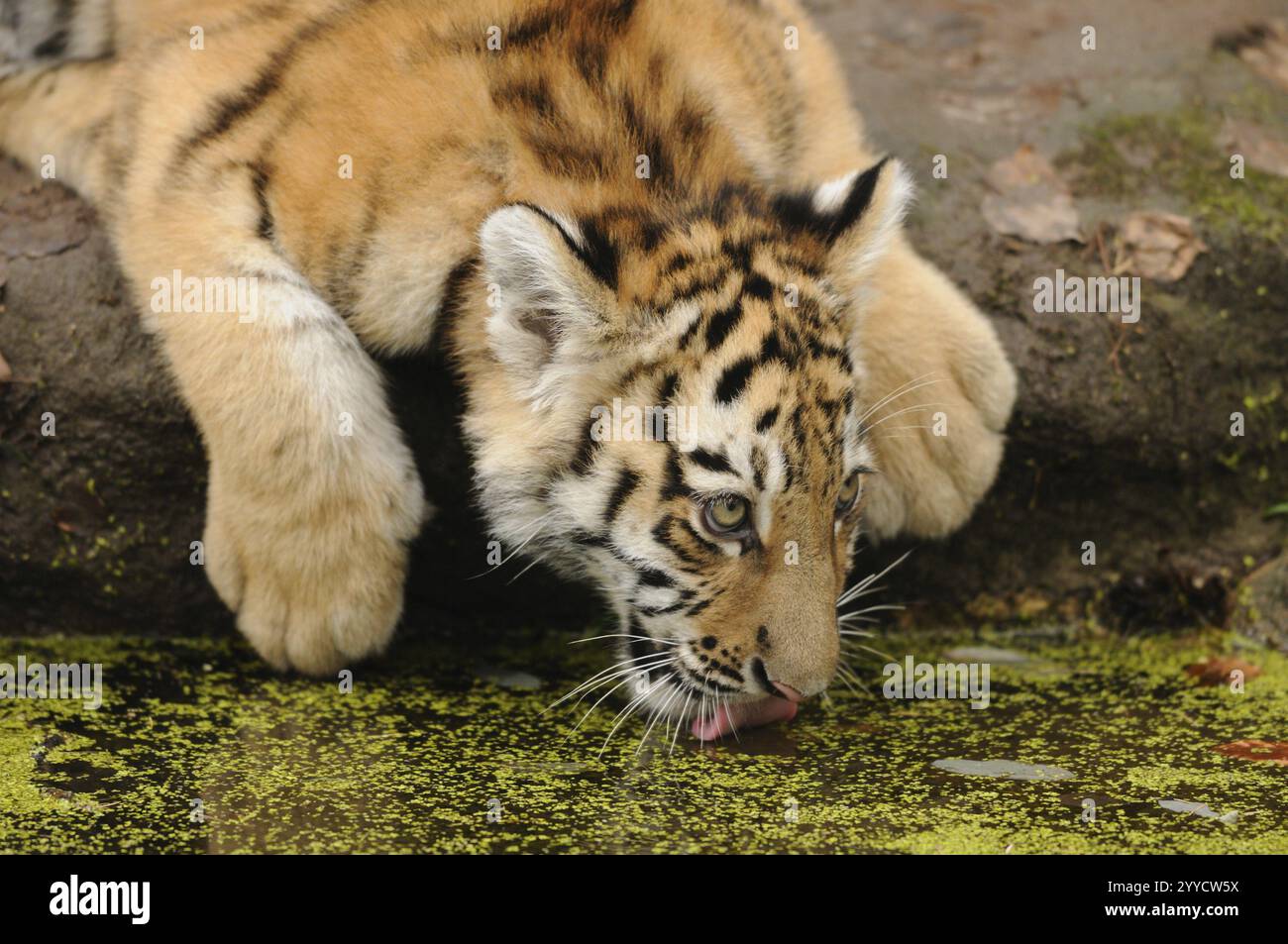A tiger cub bends over an area covered with water to drink, Siberian ...