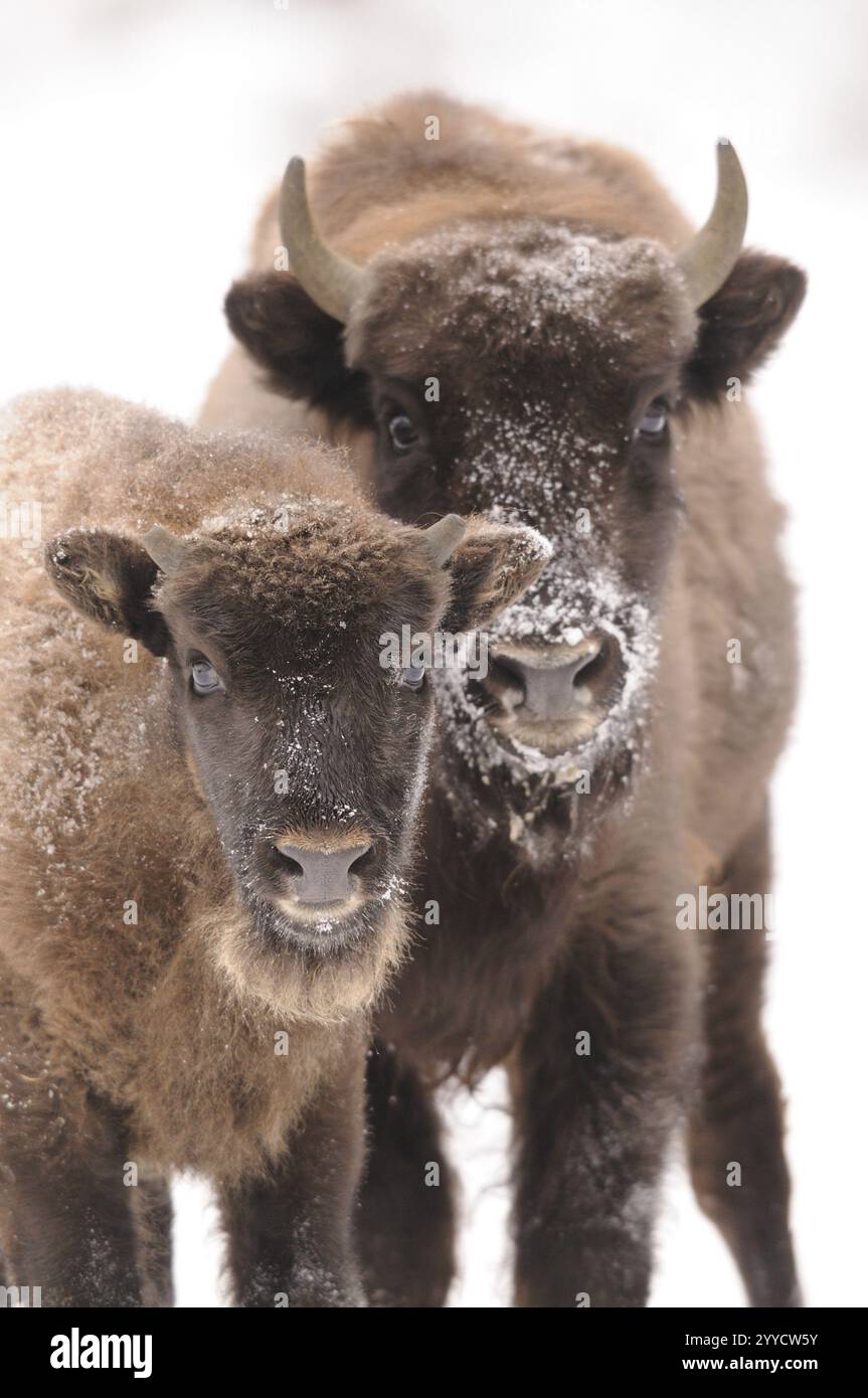 A bison with young in snowy terrain, both with frosty fur, bison (Bos bonasus), Bavarian Forest ...