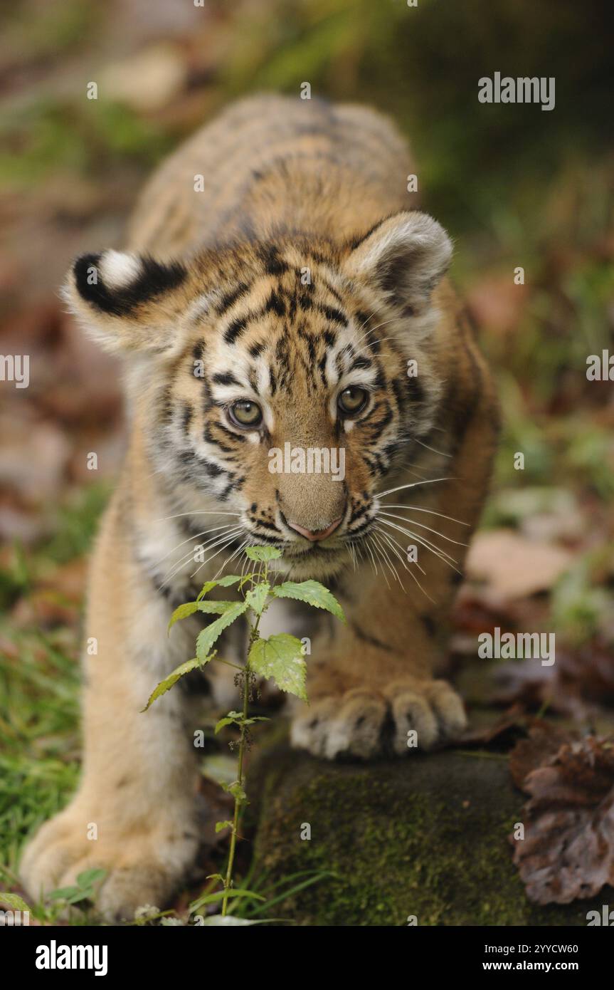 A curious tiger cub sniffs a green branch in the forest, Siberian tiger ...