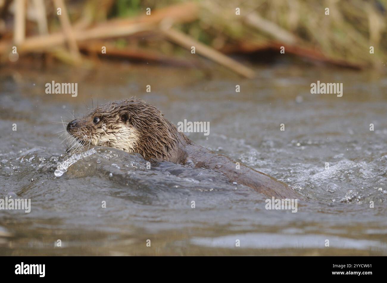 An otter emerges in the water, surrounded by natural plants, otter ...