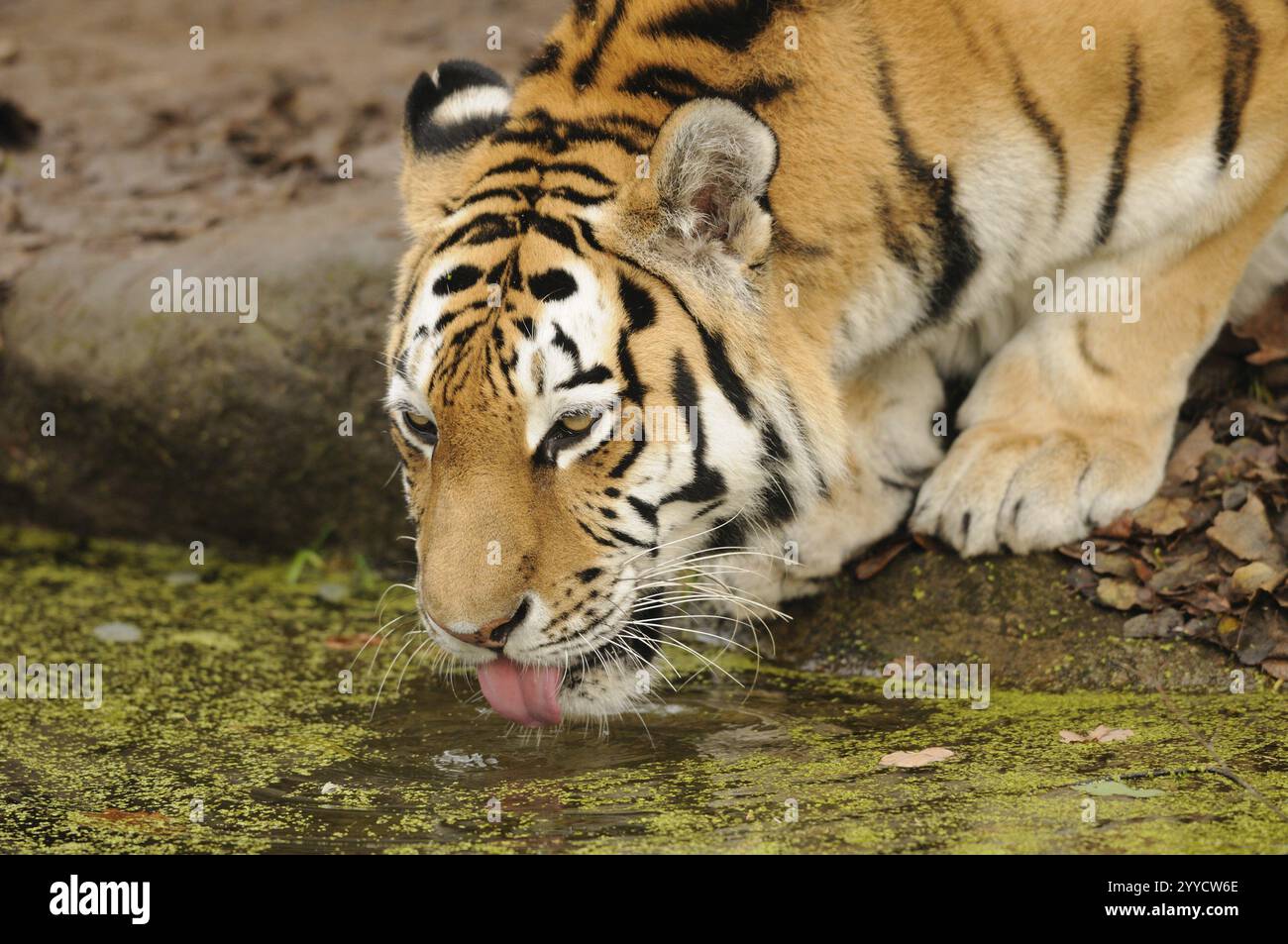 A tiger drinking water from a river in the wild, Siberian tiger ...
