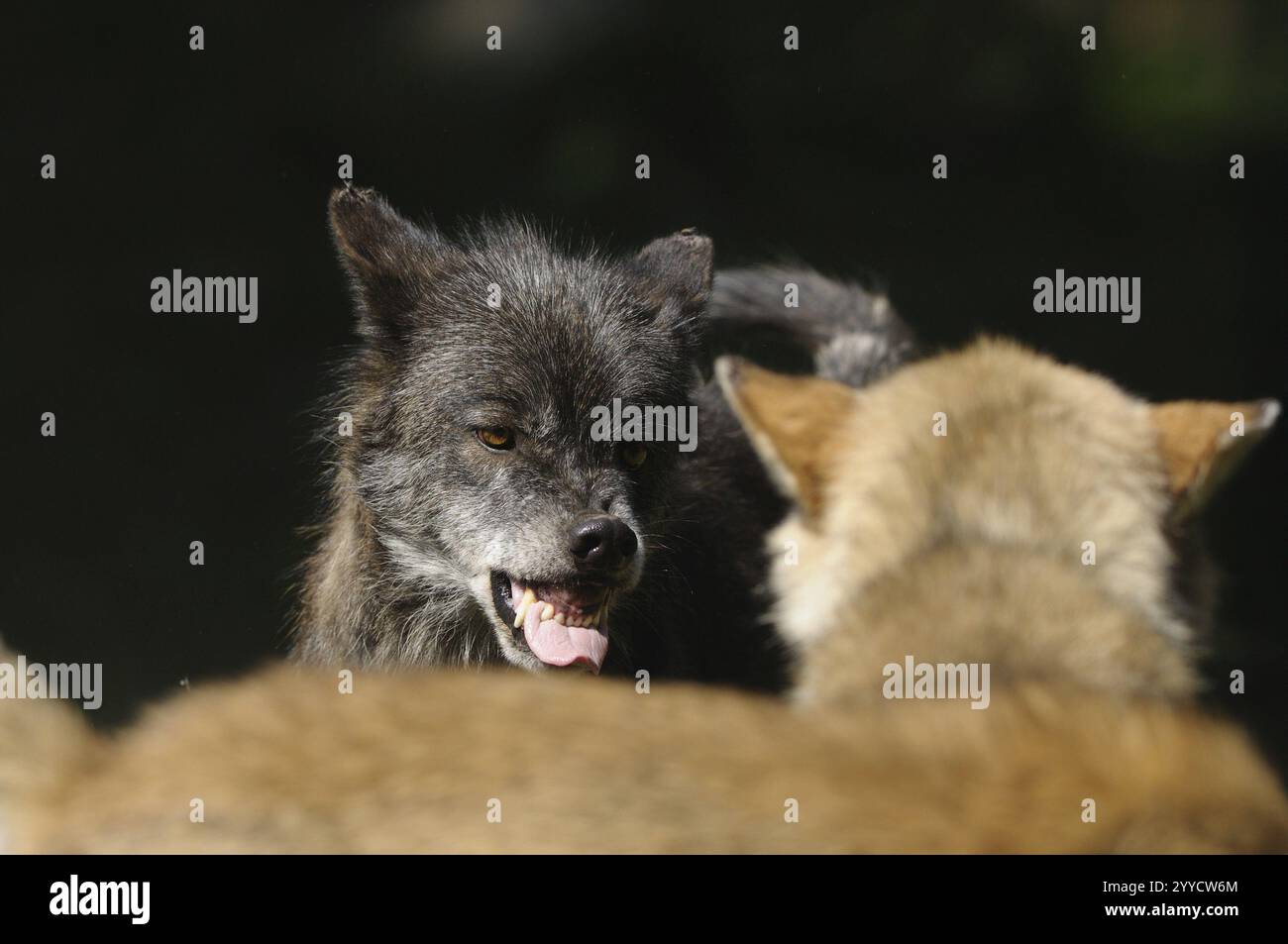 A wolf shows aggressive behaviour towards another animal, Timberwolf ...