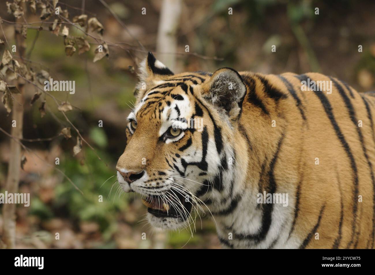 Close-up of a tiger with an attentive gaze in the wild, Siberian tiger ...