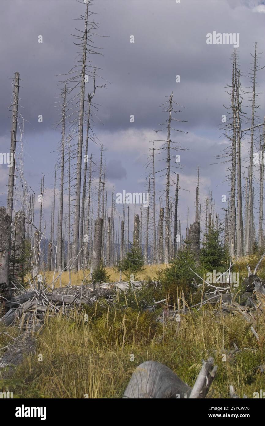 Withered trees in a barren landscape under a cloudy sky, Lusen ...
