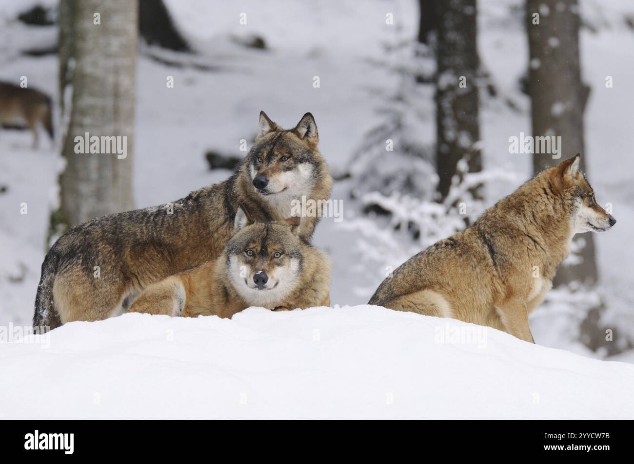 Three resting wolves can be seen in the snow in a snowy forest ...