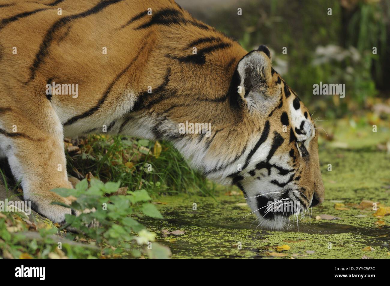 A tiger drinking in concentration from a water body covered with plants ...