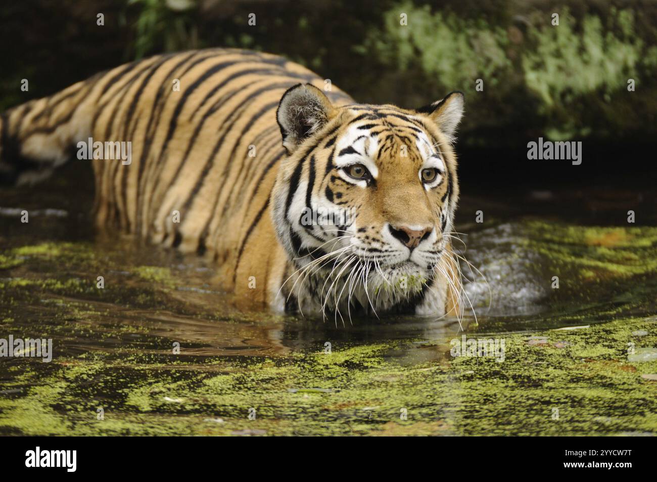 Tiger in water, concentrated and in tense posture, Siberian tiger (Panthera tigris altaica ...