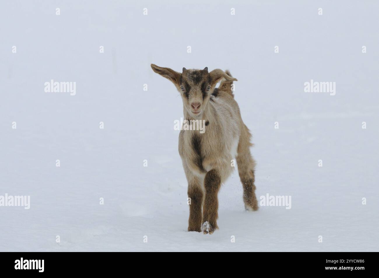 A goatling standing alone in the deep snow, Boer goat, domestic goat ...