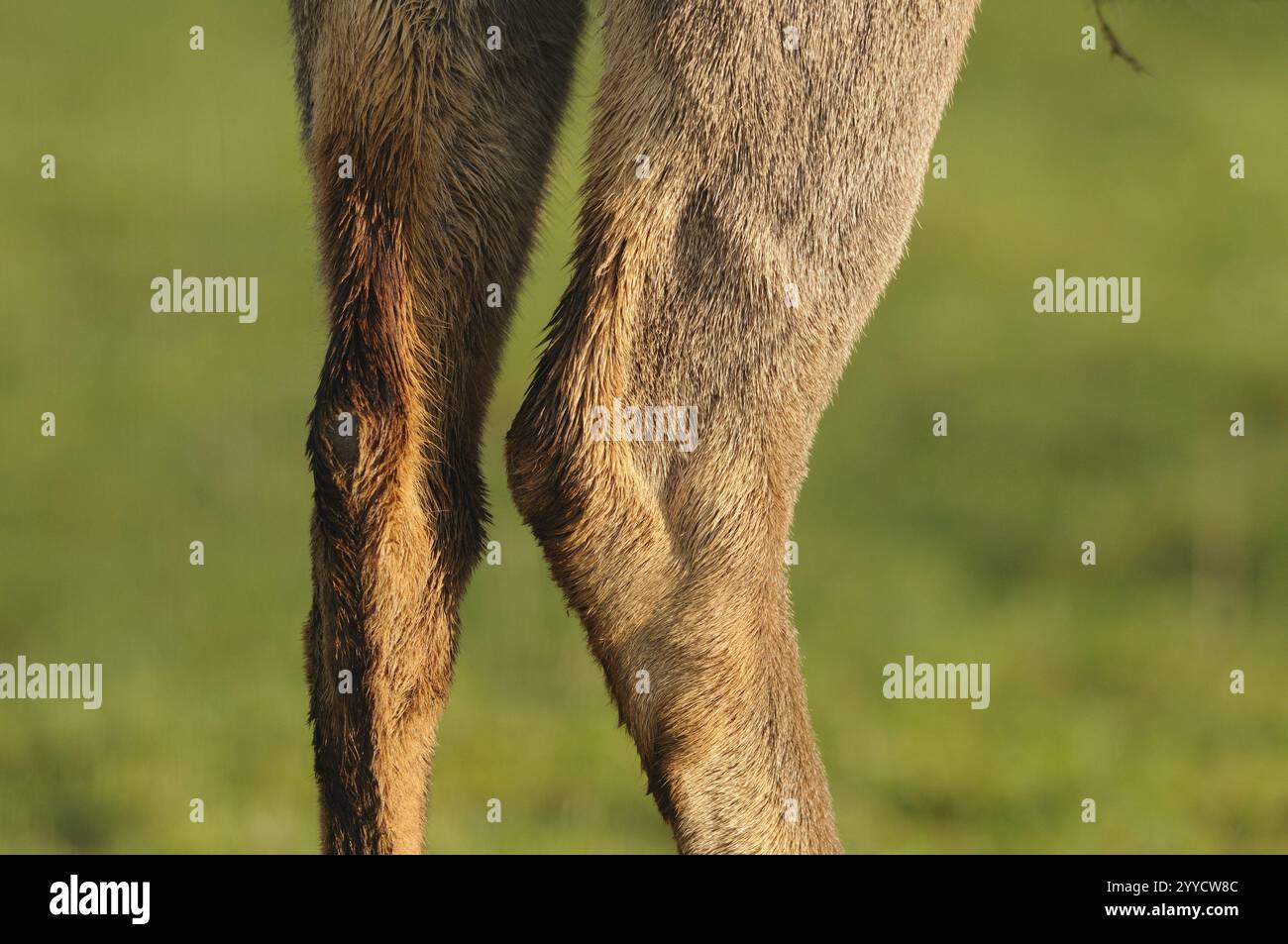 Close-up of the hind legs of a roe deer on green grass showing fur ...