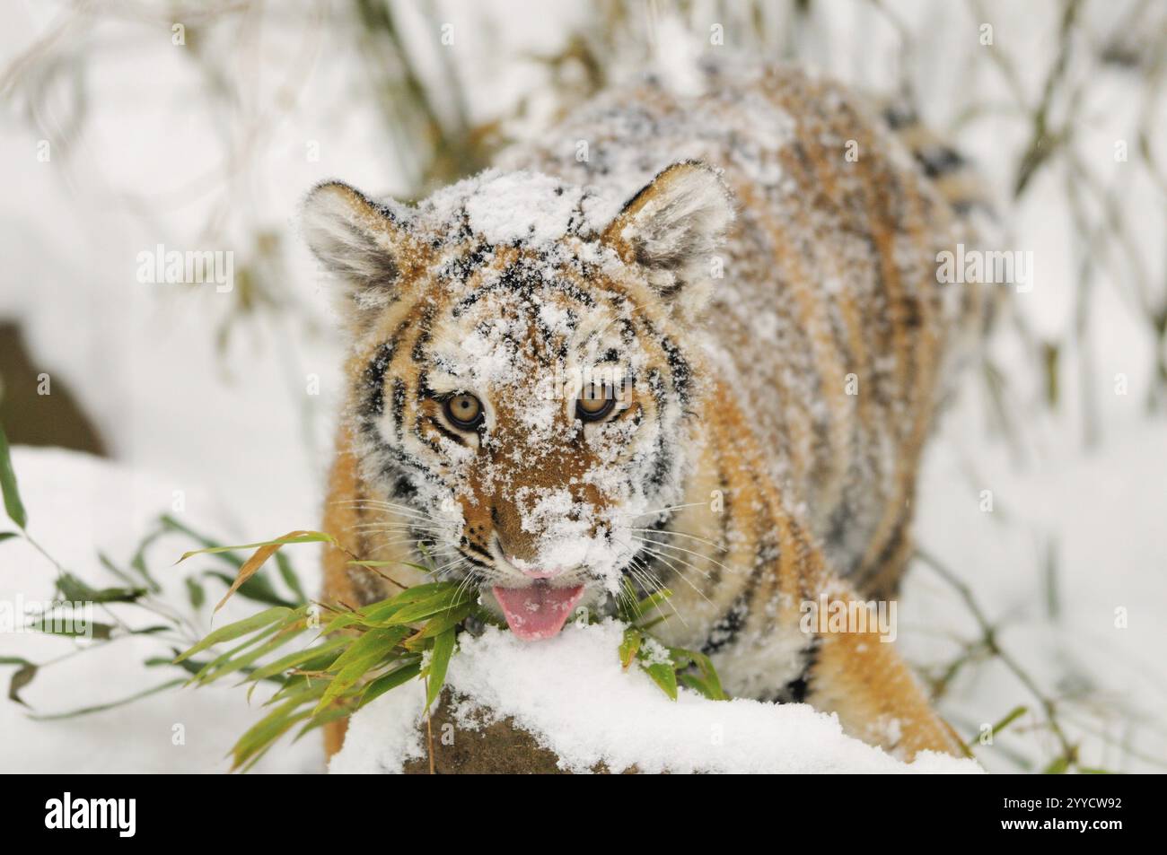 A tiger cub with snow spots on it chews on bamboo in the snow, Siberian ...