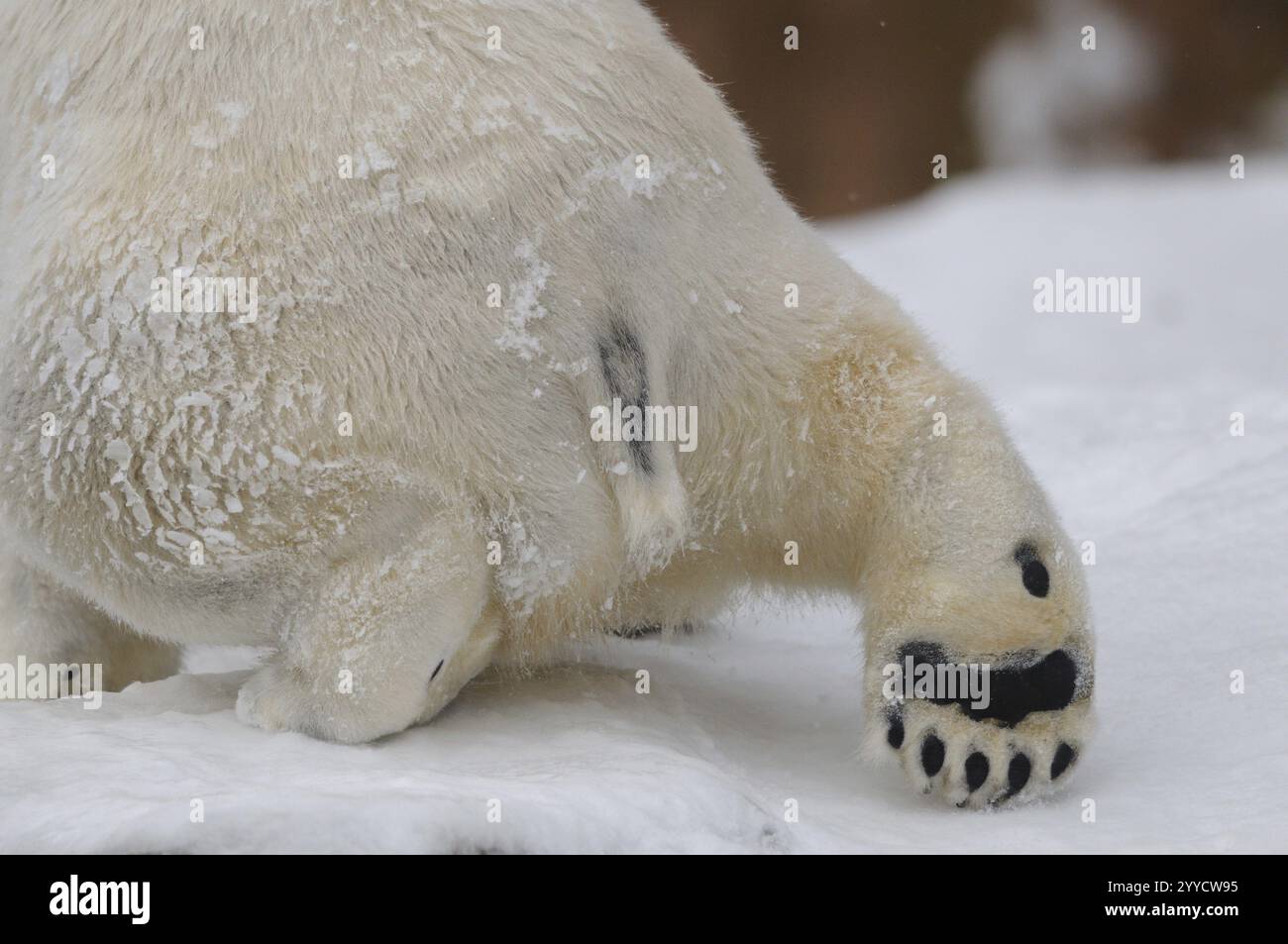 Detailed view of a polar bear pelt and a paw in the snow, polar bear ...